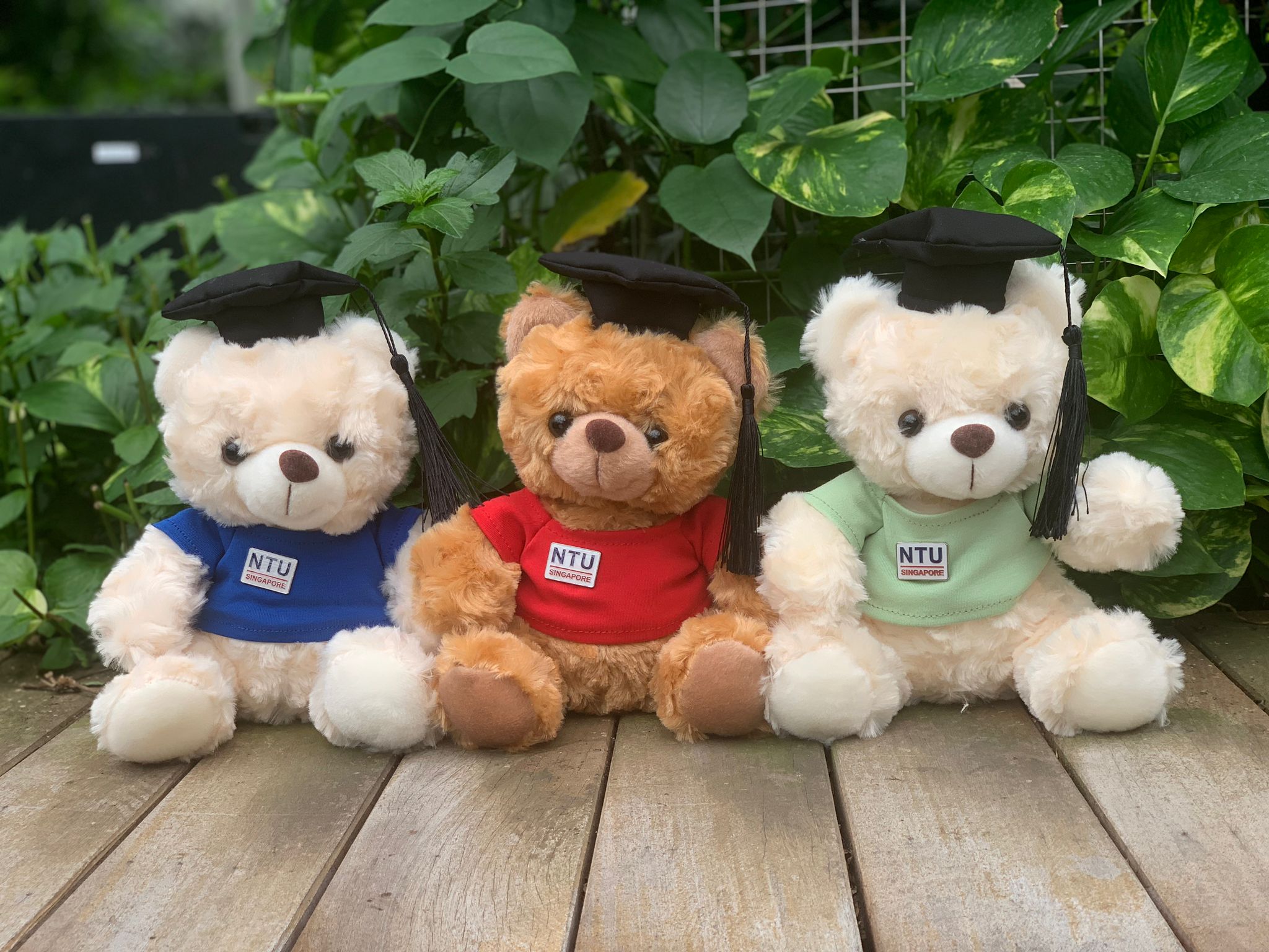 18cm T-Shirt Cute Graduation Bear with NTU Badge - Blinks
